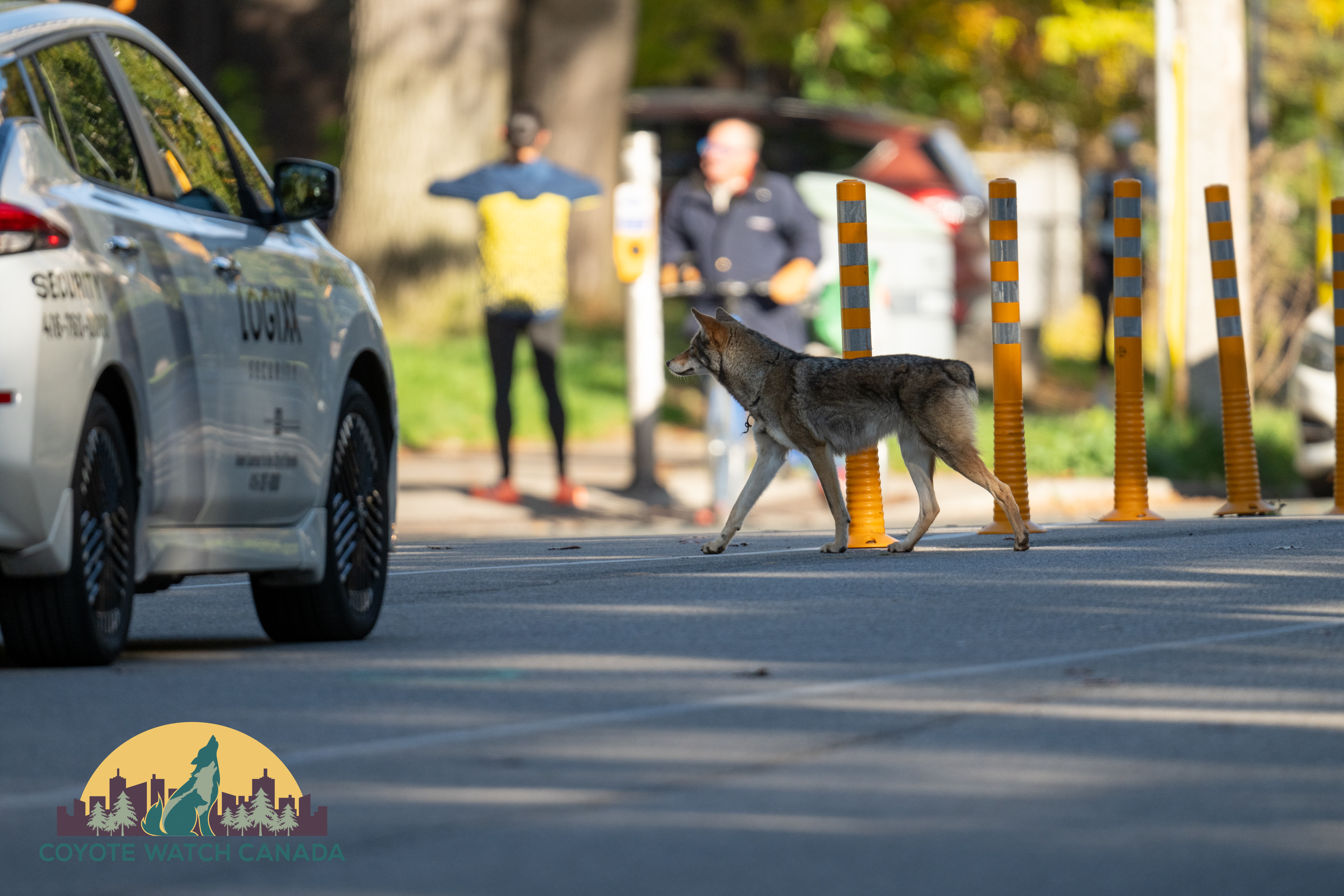 Bunny’s World: A Coyote’s Life Among Roads, Dogs, and Human ...